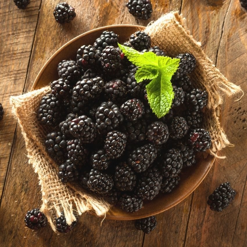 Blackberry Powder | Rainforest Supply