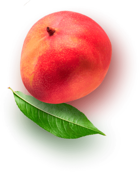 Freeze Dried Ripe Mango - Rainforest Supply